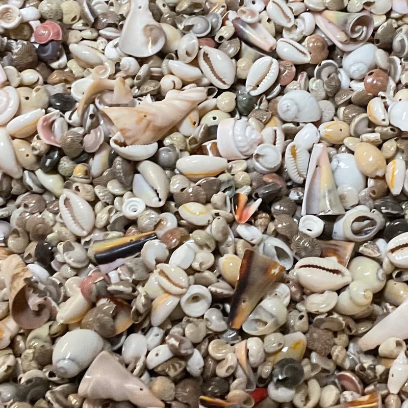 Drilled Seashells - Etsy