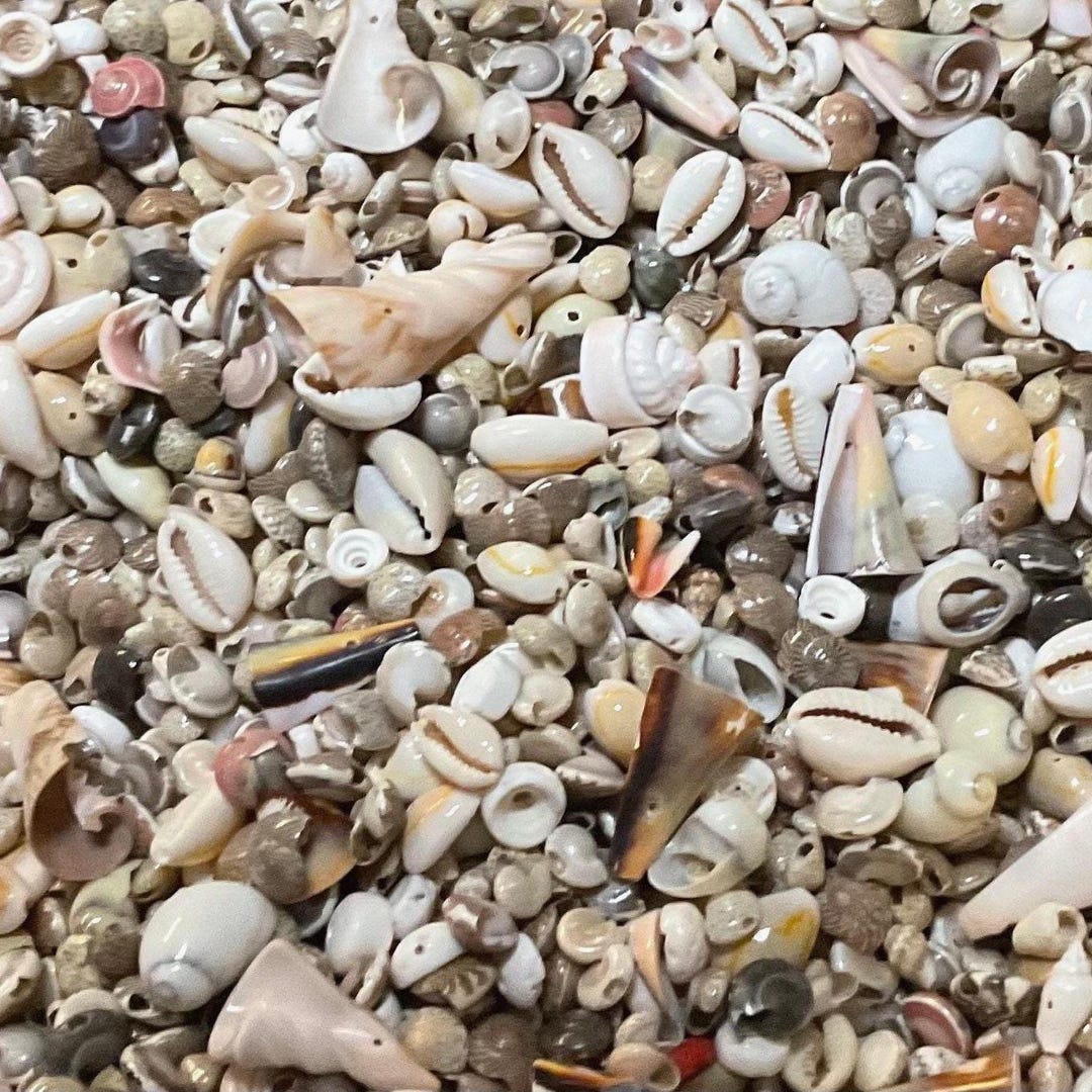 300 Drilled Sea Shell Beads: Natural Jewelry Supplies - Etsy