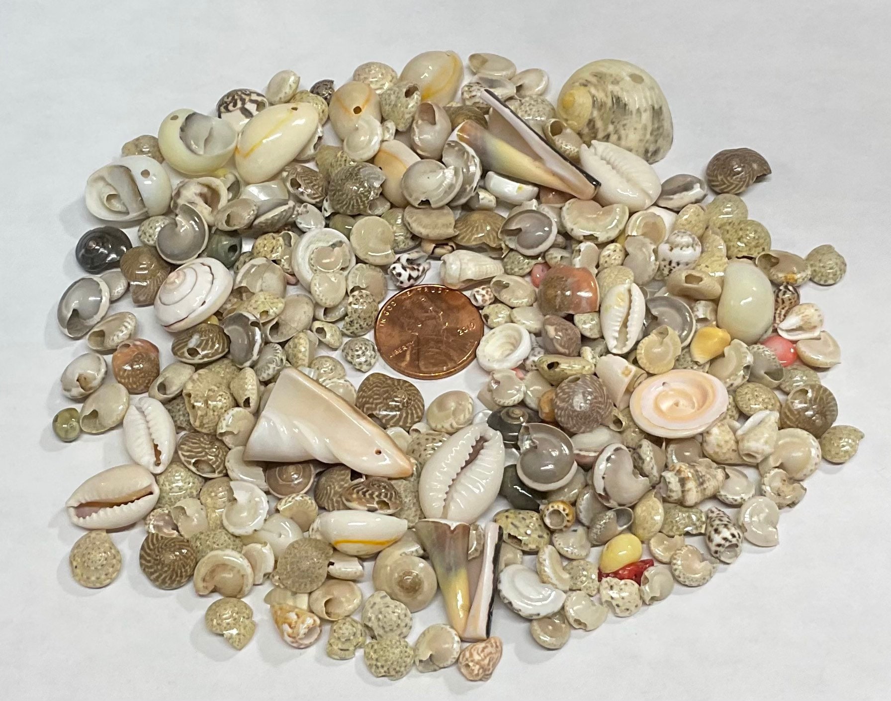 300 Drilled Sea Shell Beads: Natural Jewelry Supplies - Etsy