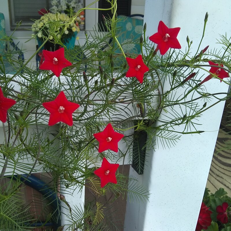 Hummingbird Vine Plant - Etsy