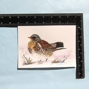 Fieldfare Thrush Watercolor Painting, Original Artwork, 5 X 7 Inch Bird ...