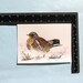 Fieldfare Thrush Watercolor Painting, Original Artwork, 5 X 7 Inch Bird ...