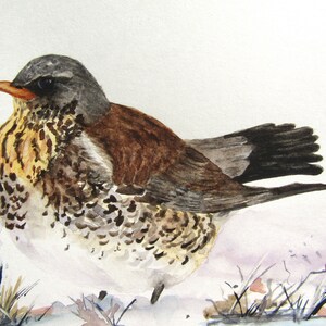 Fieldfare Thrush Watercolor Painting, Original Artwork, 5 X 7 Inch Bird ...