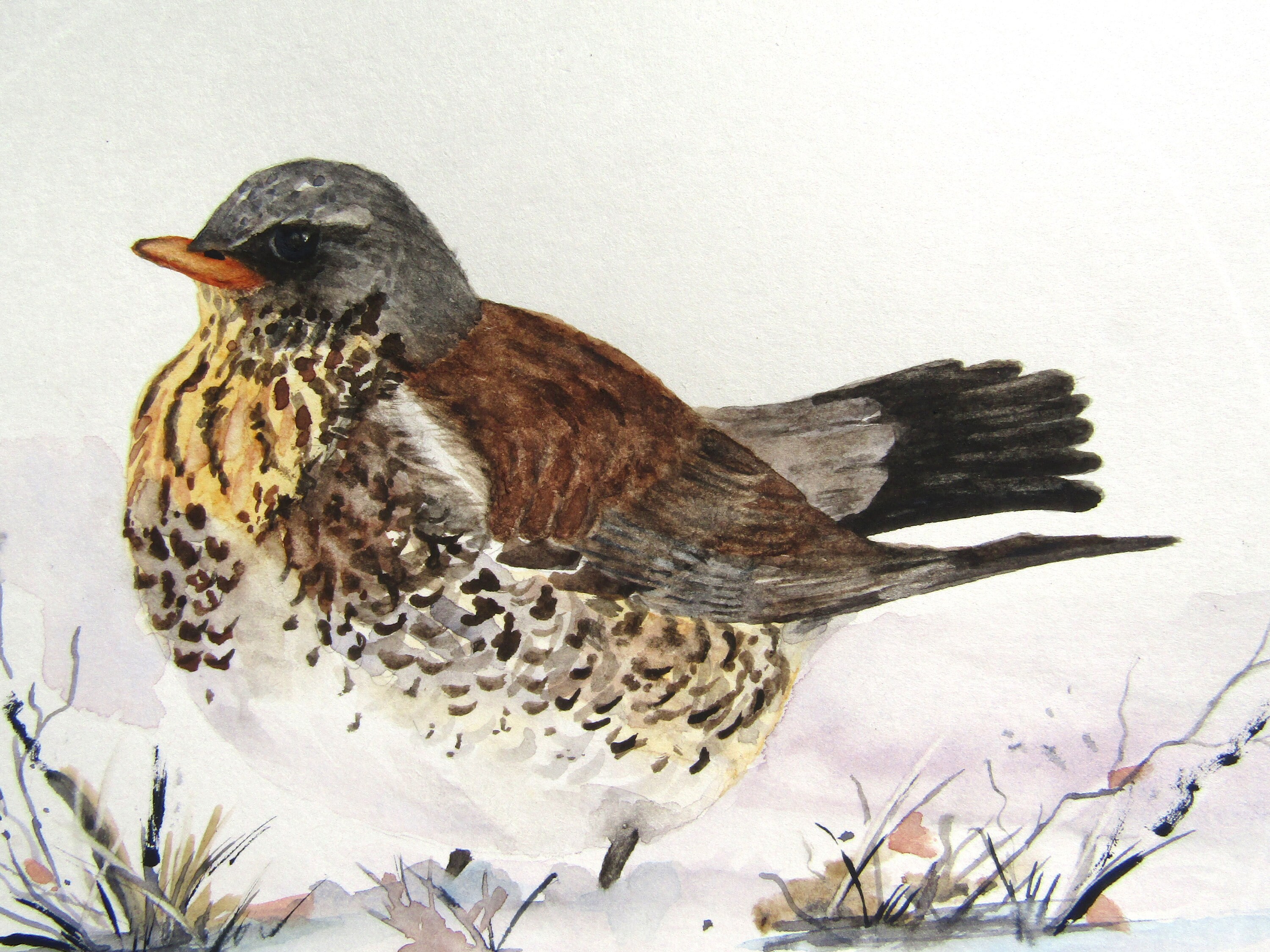 Fieldfare Thrush Watercolor Painting Original Artwork 5 X 7 - Etsy