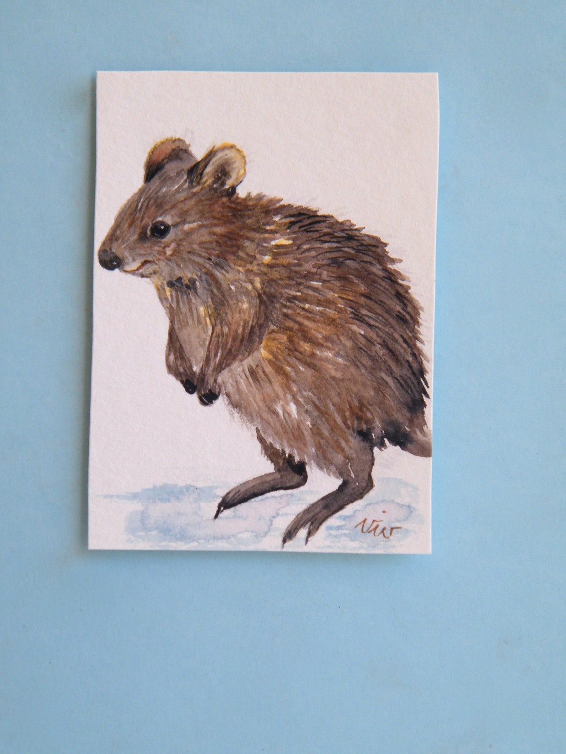 Original Watercolor Quokka ACEO an Australian Nature - Etsy