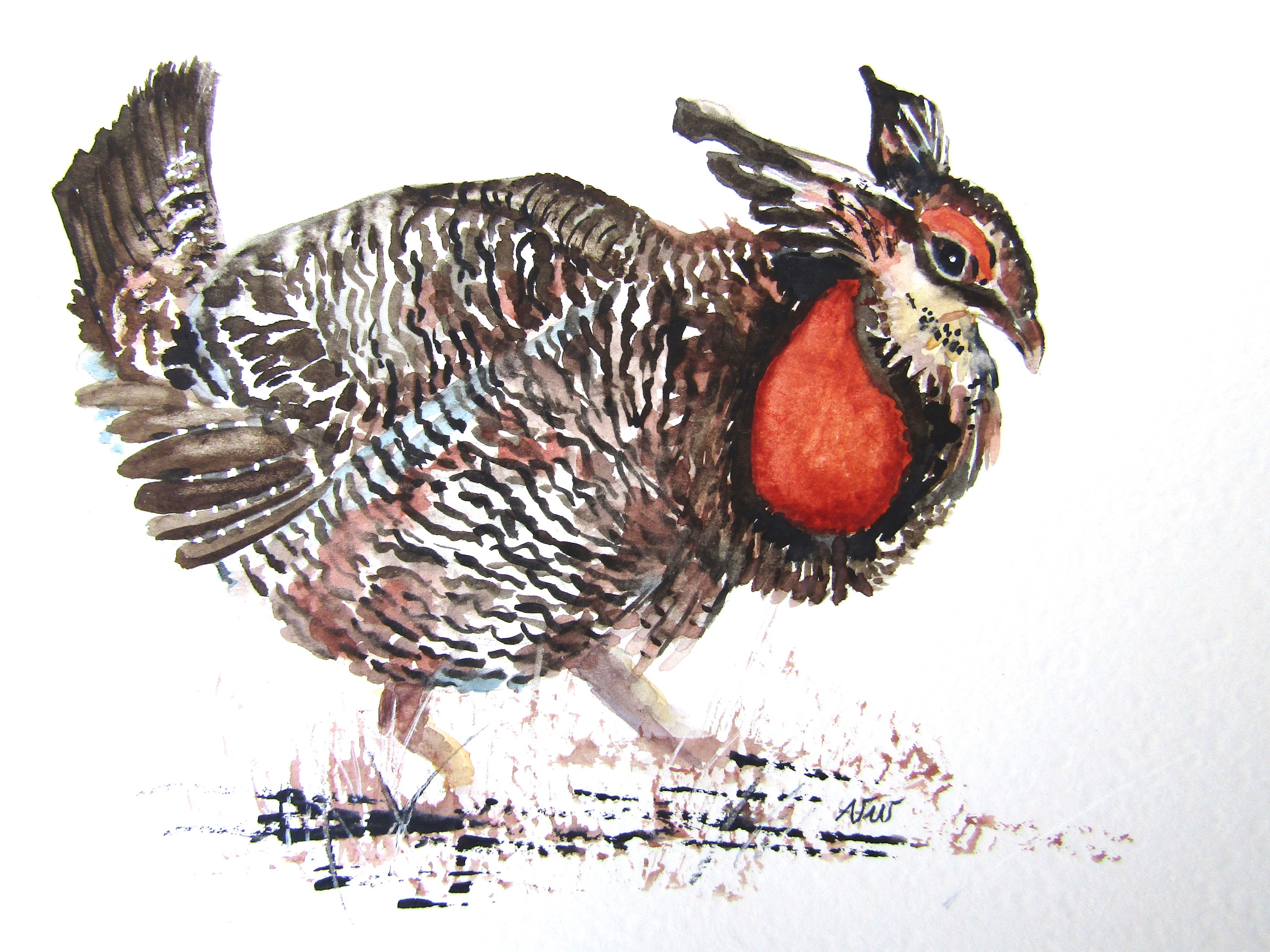 Prairie Chicken Original Watercolor Painting of a Wild North - Etsy