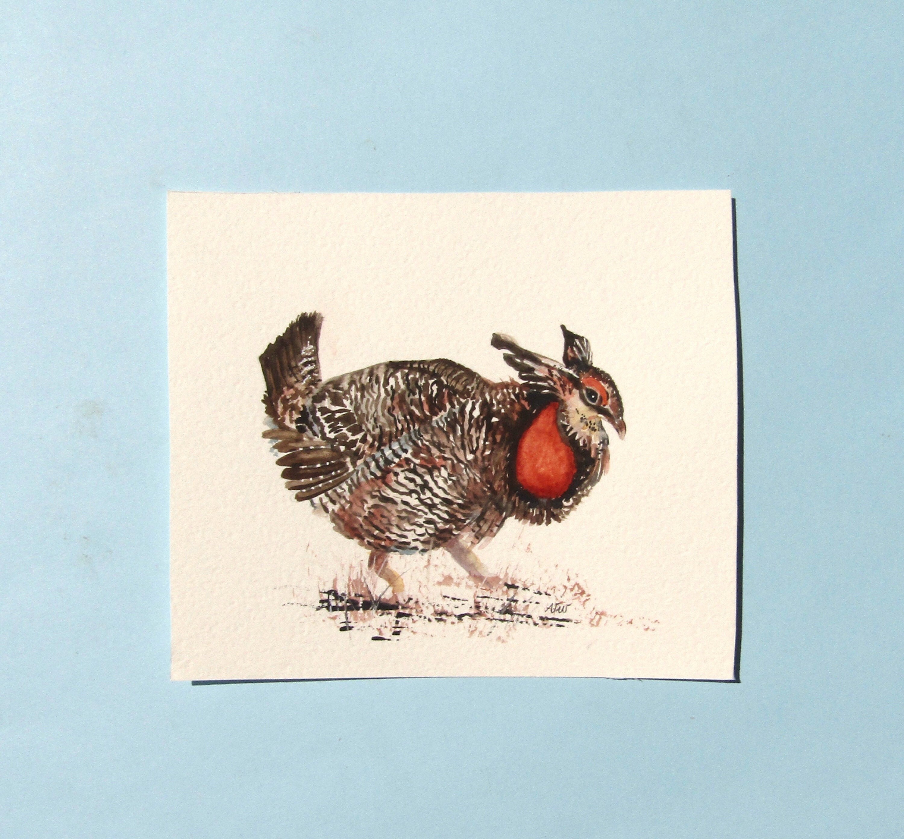 Prairie Chicken Original Watercolor Painting of a Wild North - Etsy