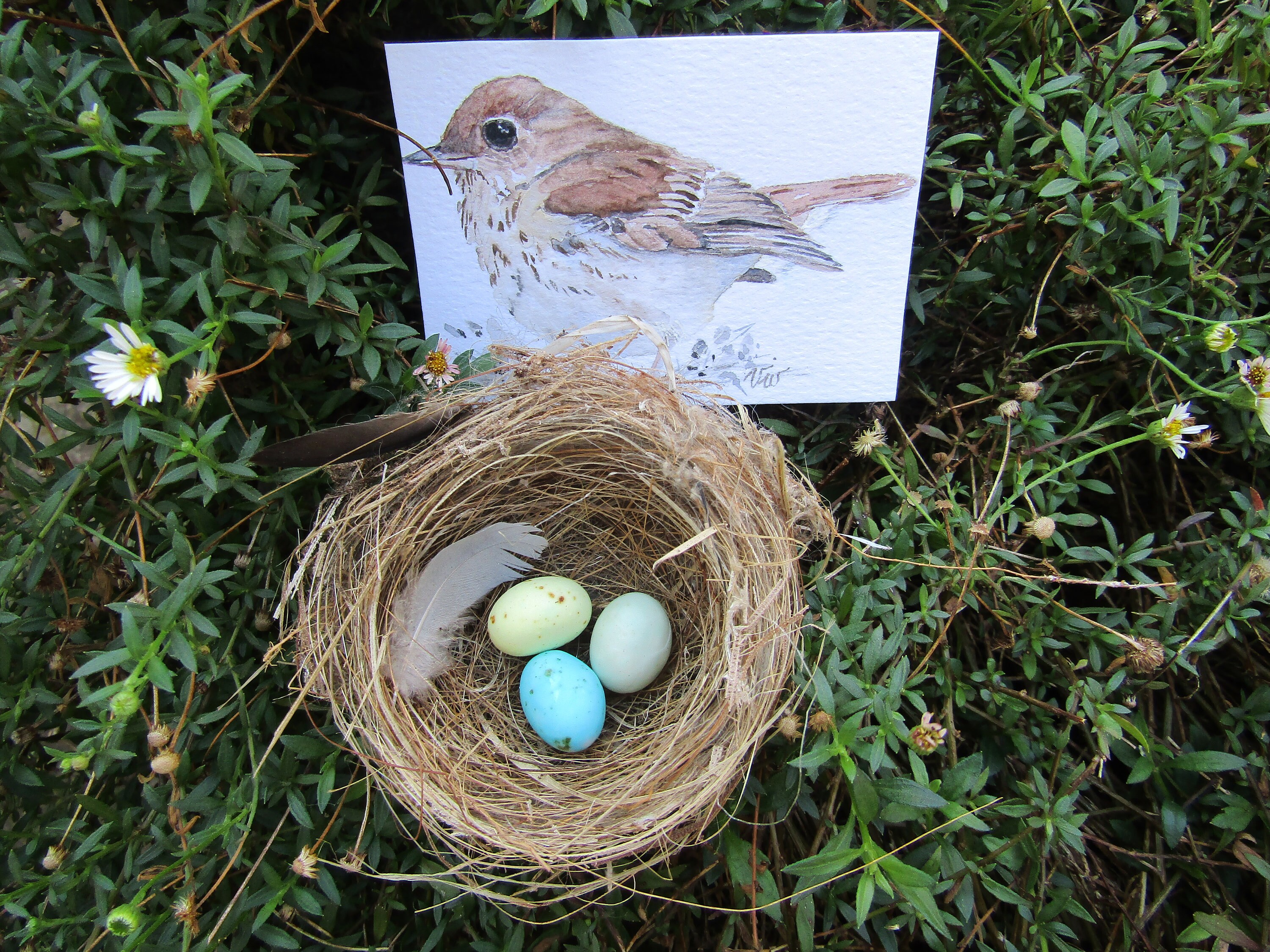 Hermit Thrush ACEO Watercolor Art Mini Original Painting of - Etsy