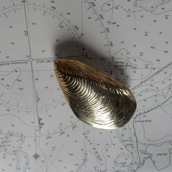 Seashell Belt - Etsy