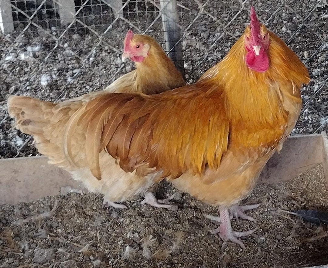Buff Orphington Ovals (rooster Exposed) 6+ Cooking, Baking ...