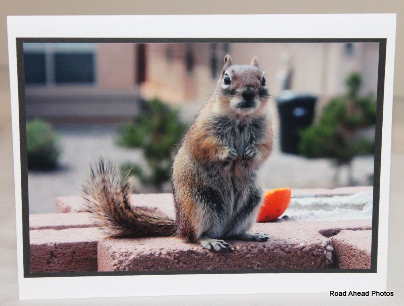 Photo Card Chipmunk Photograph Card Wildlife | Etsy