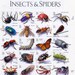 Insects & Spiders Stamp Sheet by USPS 1998 - Etsy