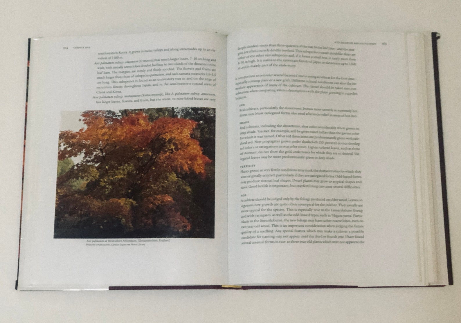 Japanese Maples J.D. Vertrees Third Edition Timber Press - Etsy