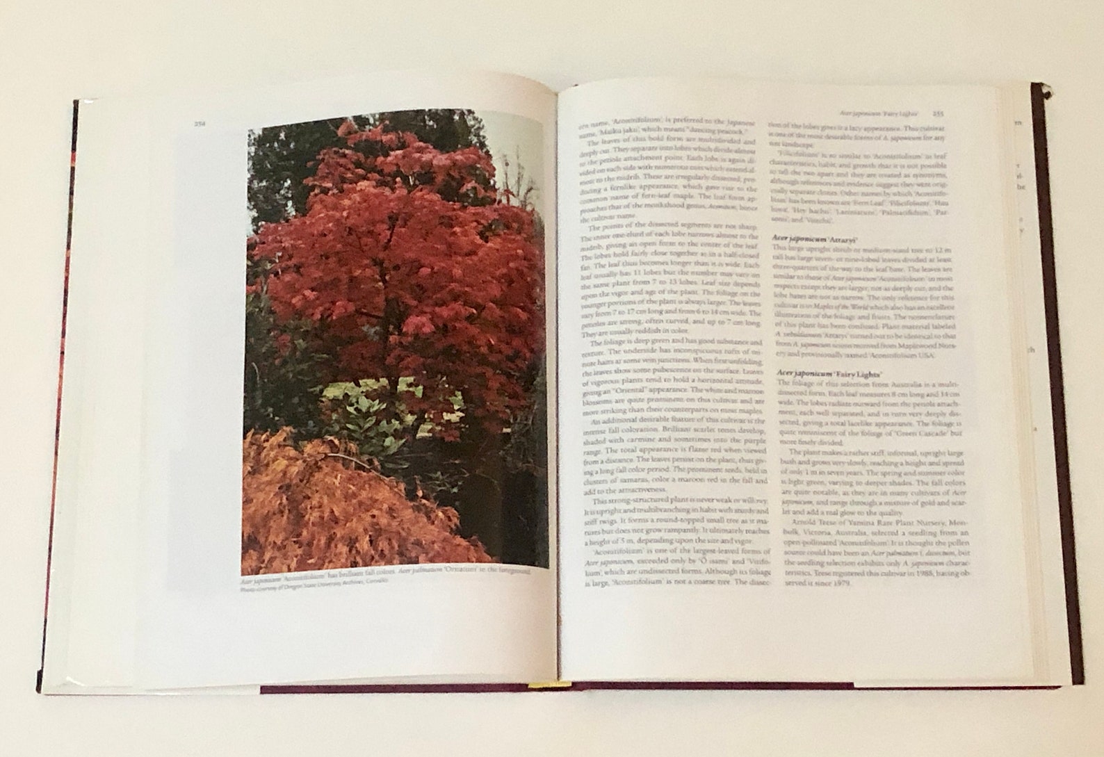 Japanese Maples - J.D. Vertrees - Third Edition - Timber Press 2001 ...