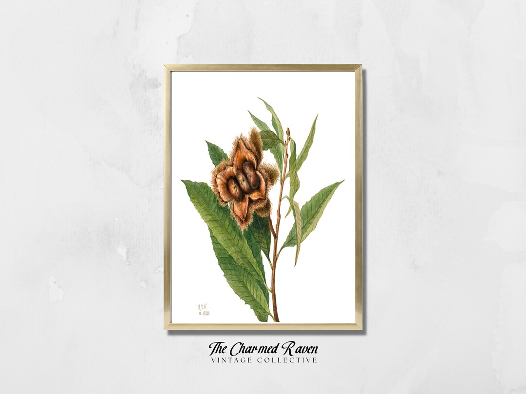 PRINTABLE Vintage Botanical Print | Mary Vaux Walcott | American ...