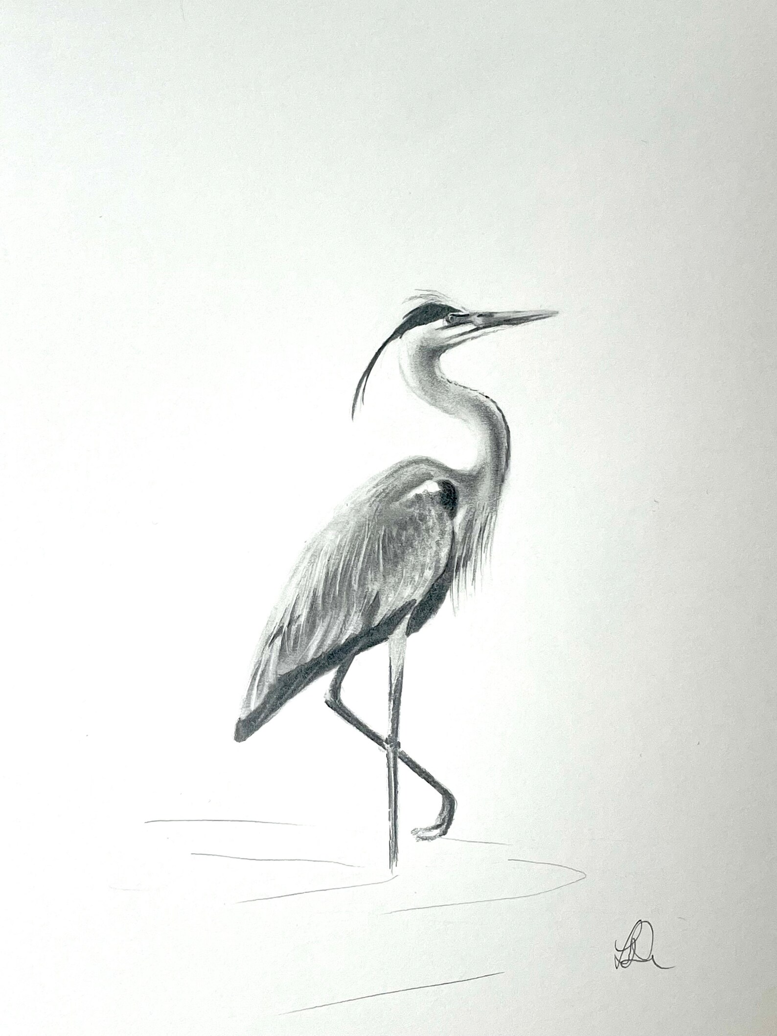 Heron Original Pencil Drawing. Original Bird Sketch, Bird Art, British ...