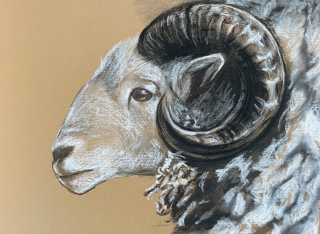 Sheep Chalk Pastel Original Art. Wildlife Sketch. Original Horned Sheep ...