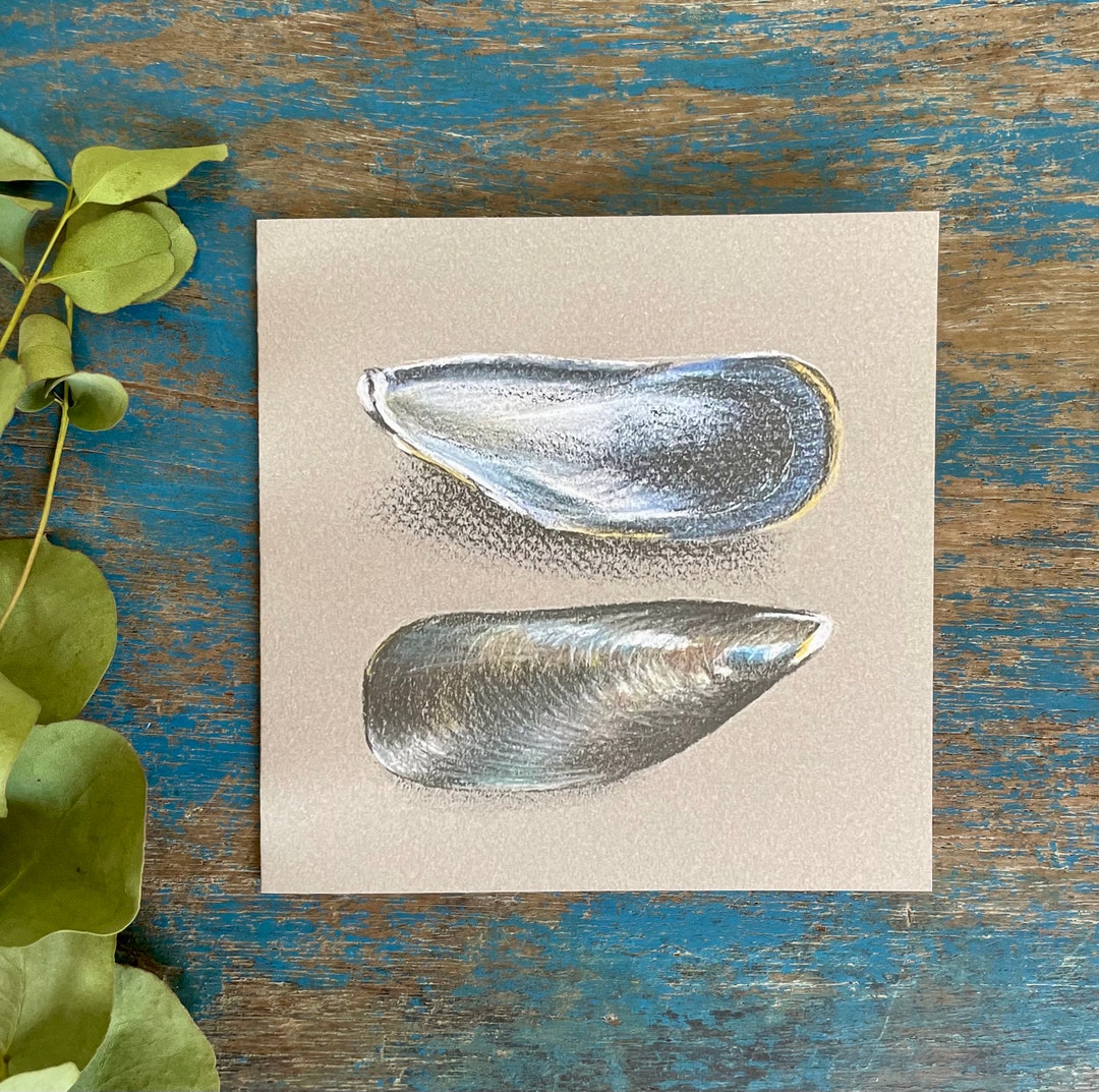 Beach Muscle Shell Blank Card Hand Drawn Art, Shells Muscles Beach ...