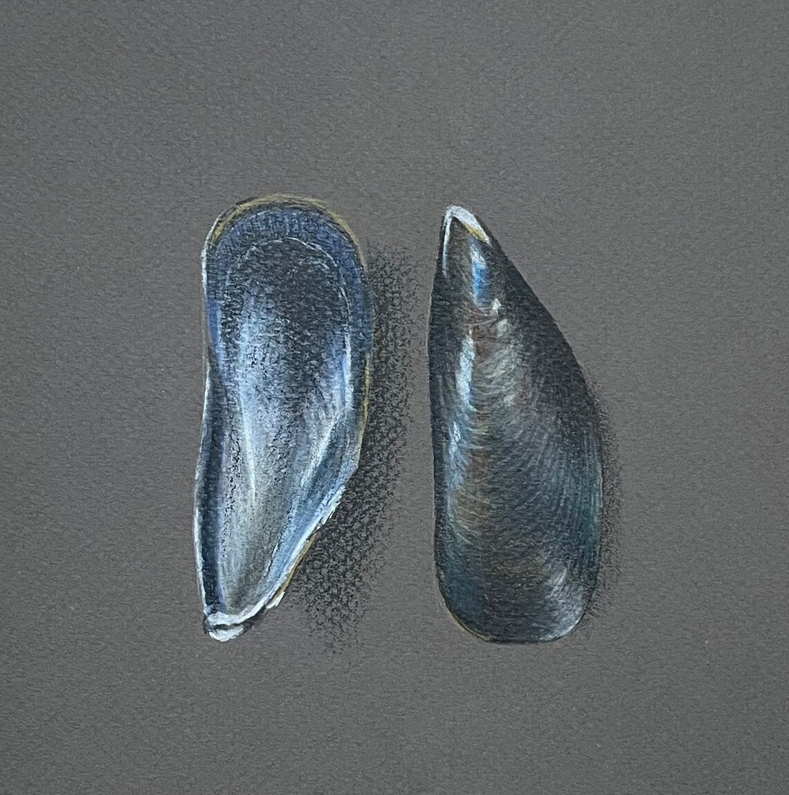 Muscle Shells Art Original Colour Pencil Drawing. Original Artwork ...
