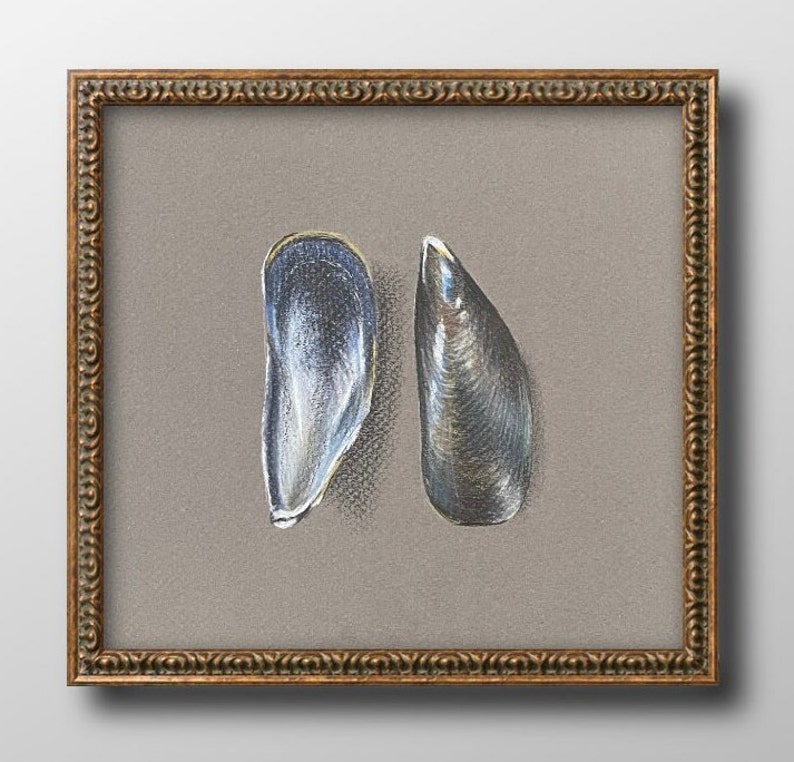 Muscle Shells Art Original Colour Pencil Drawing. Original Artwork ...