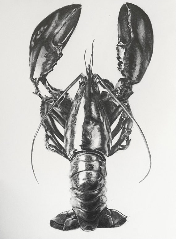 Simple Lobster Drawing Realistic