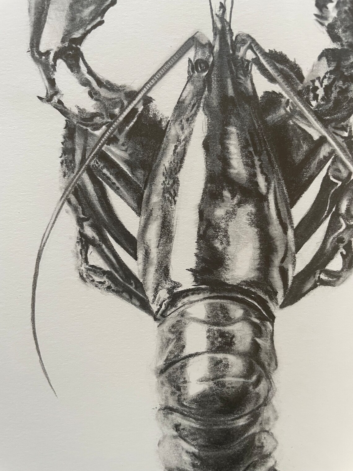 Lobster Pencil Drawing, Original Coastal Art (A5) - Etsy