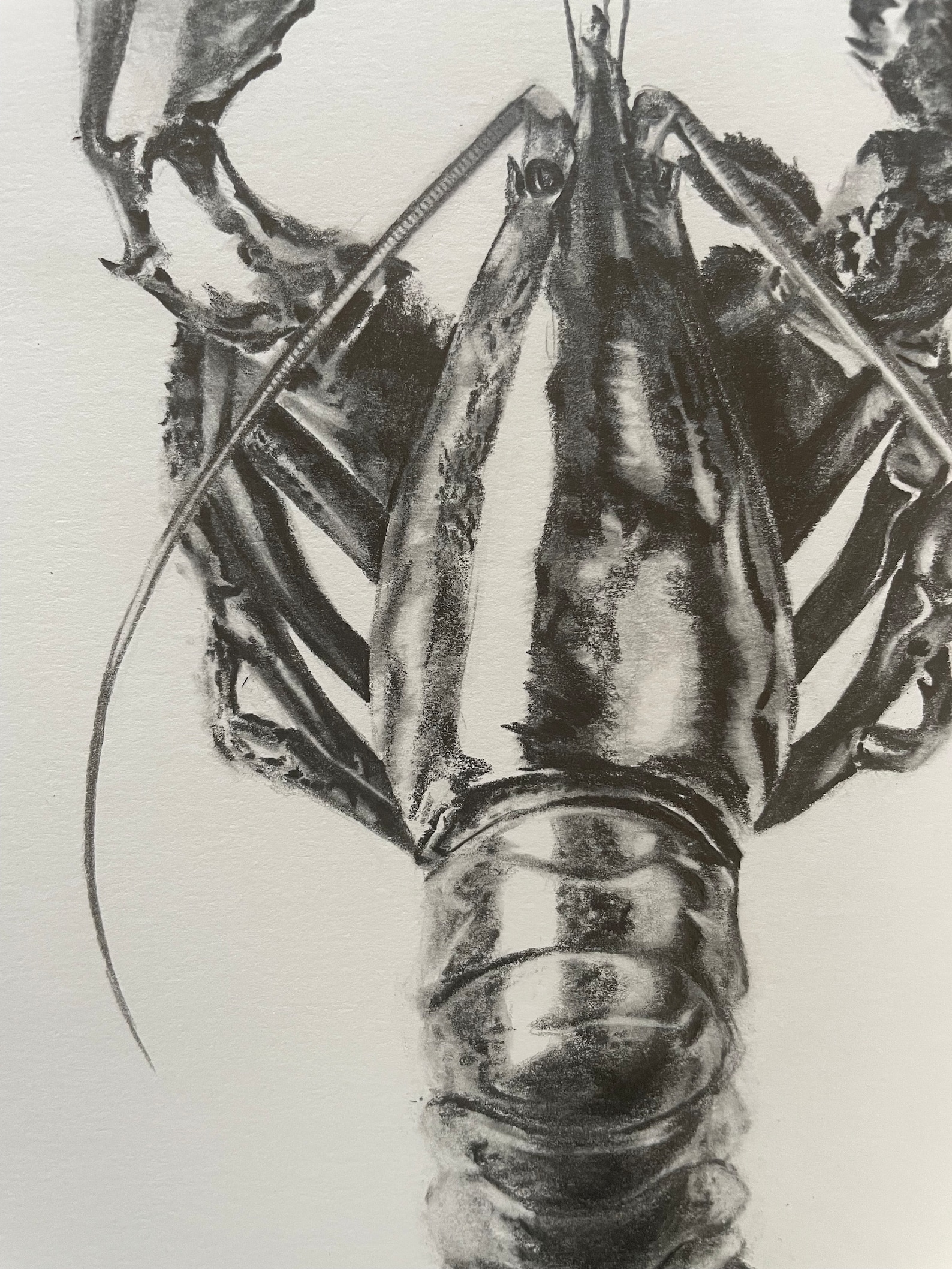 Lobster Pencil Drawing, Original Coastal Art (A5) - Etsy
