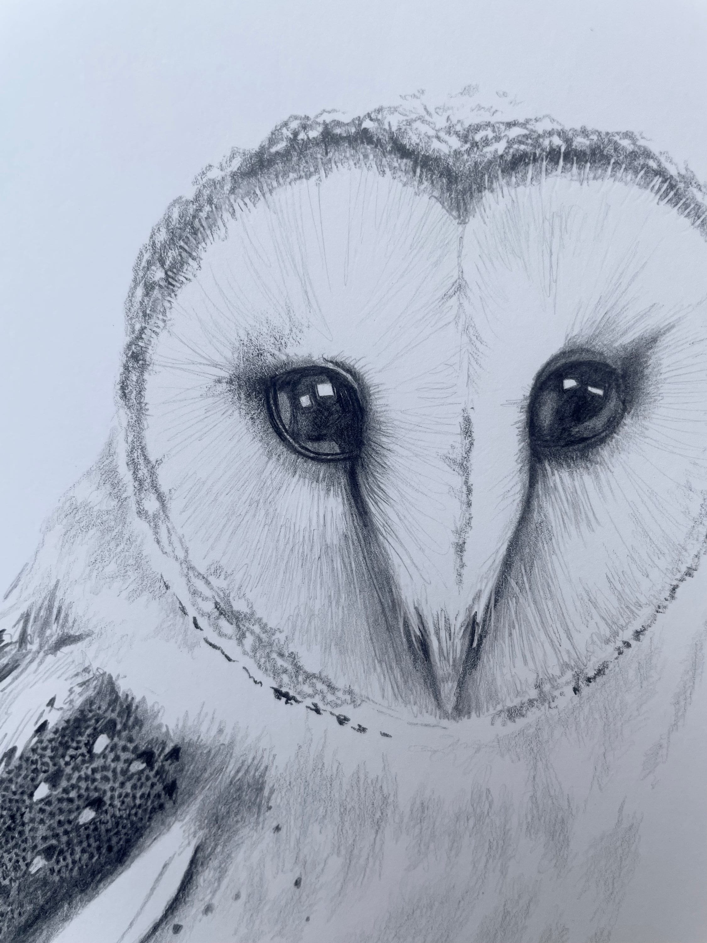Barn Owl Pencil Drawing Original Art. Bird Art. Illustration - Etsy