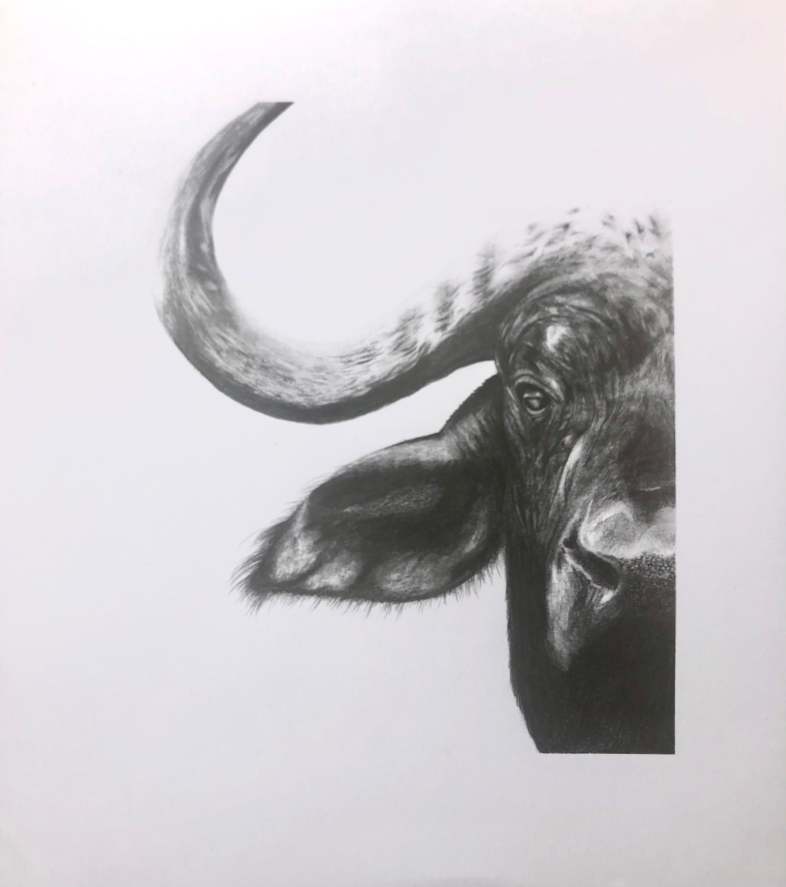 Buffalo Animal Drawing