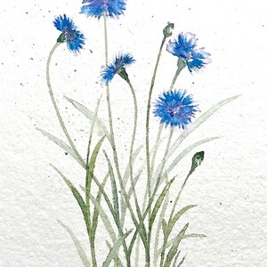 Original Cornflower Watercolour Painting. Botanical Wall Art. Original ...