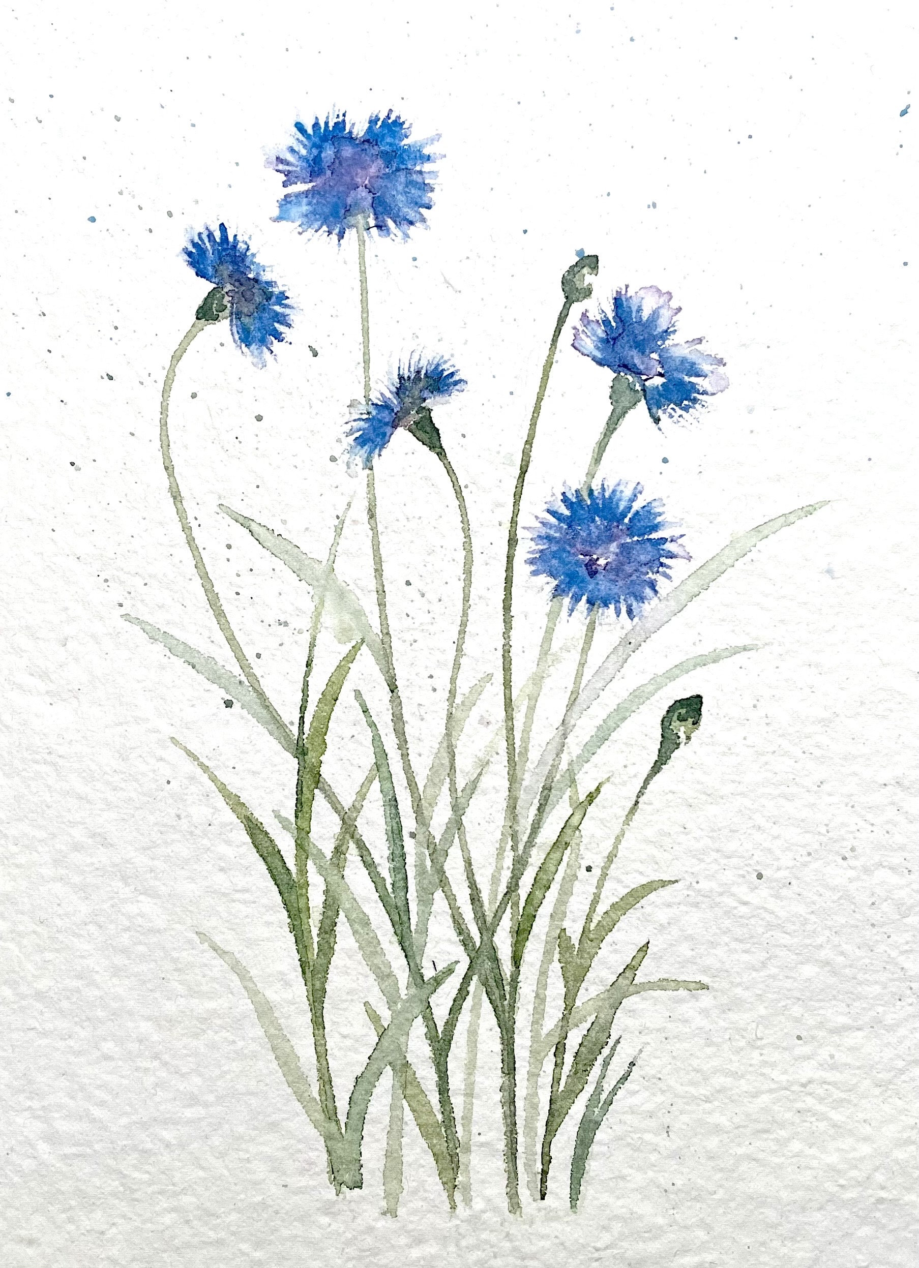 Original Cornflower Watercolour Painting. Botanical Wall Art. Original ...