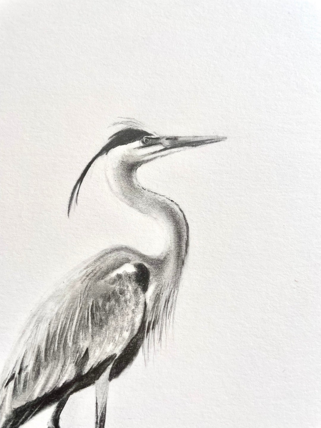 Heron Original Pencil Drawing. Original Bird Sketch, Bird Art, British ...