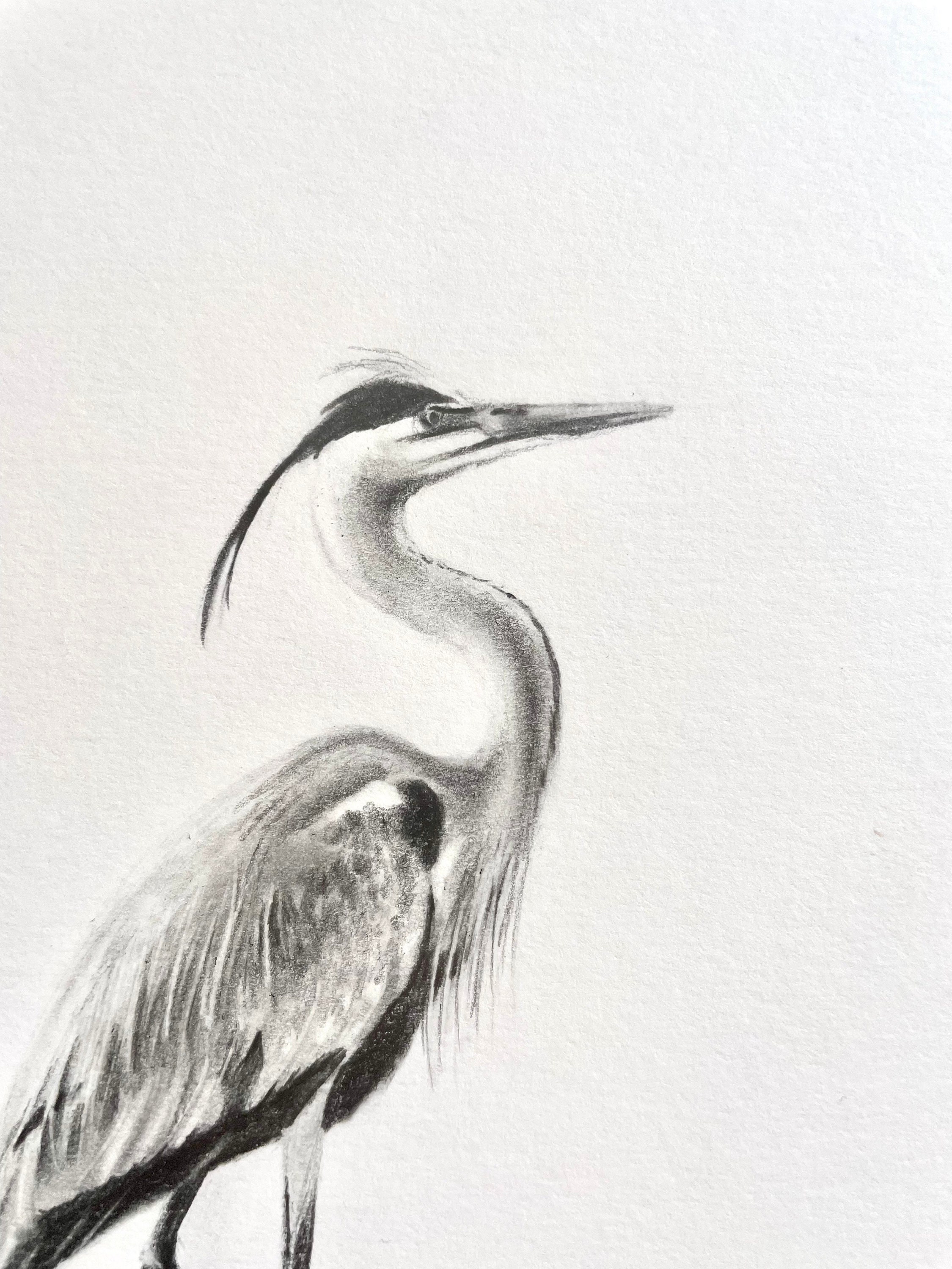 Heron Original Pencil Drawing. Original Bird Sketch, Bird Art, British ...