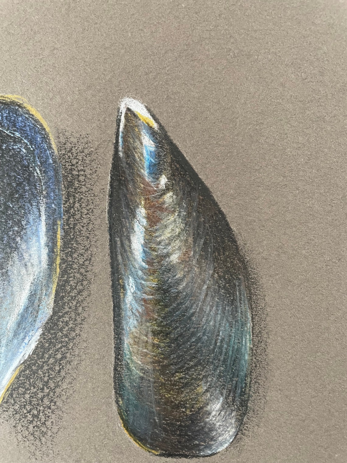 Muscle Shells Art Original Colour Pencil Drawing. Original Artwork ...