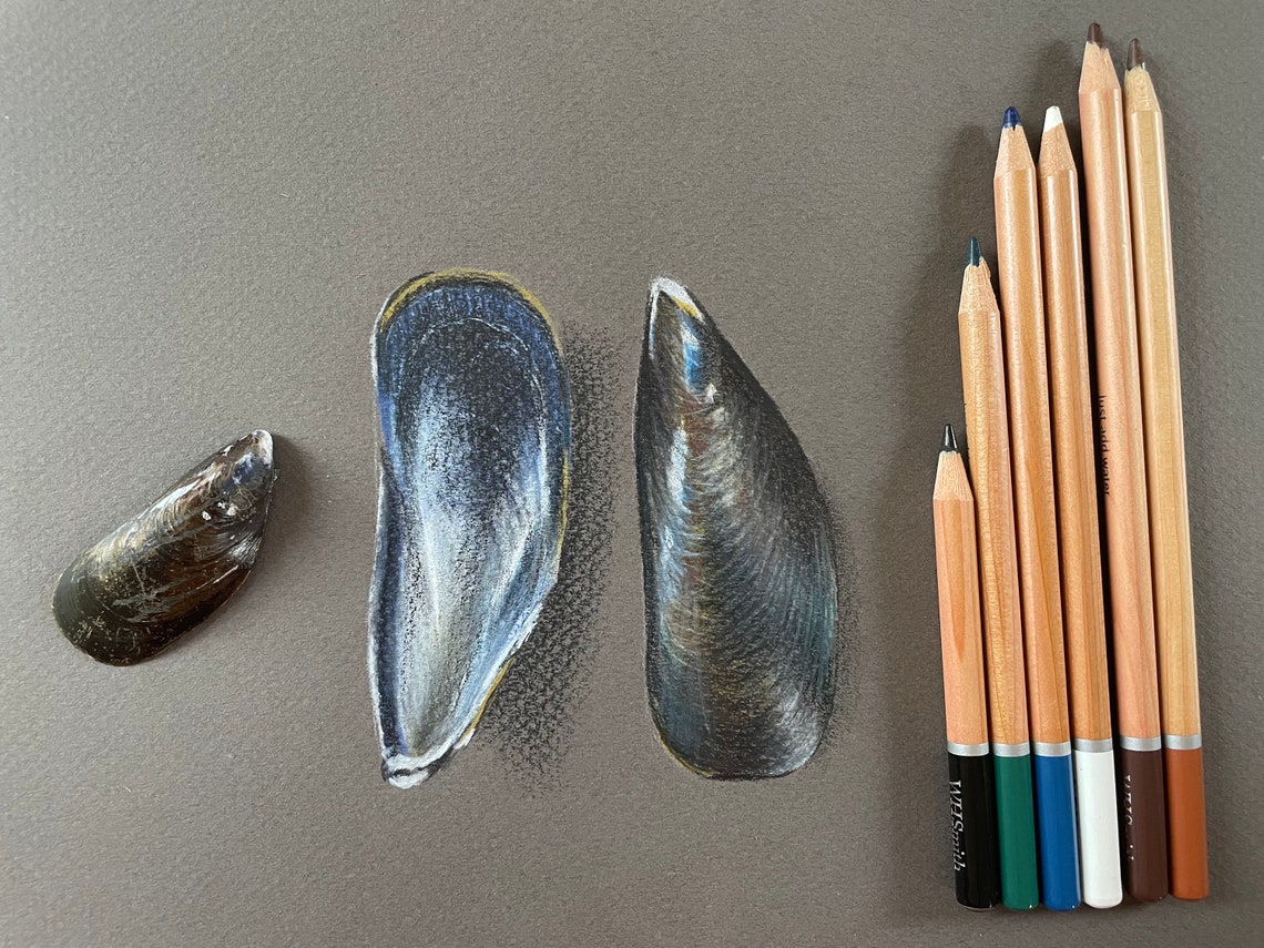 Muscle Shells Art Original Colour Pencil Drawing. Original Artwork ...