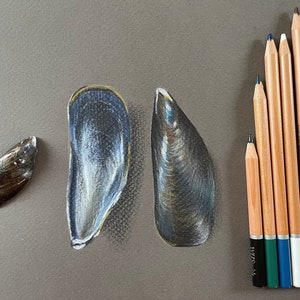 Muscle Shells Art Original Colour Pencil Drawing. Original Artwork ...