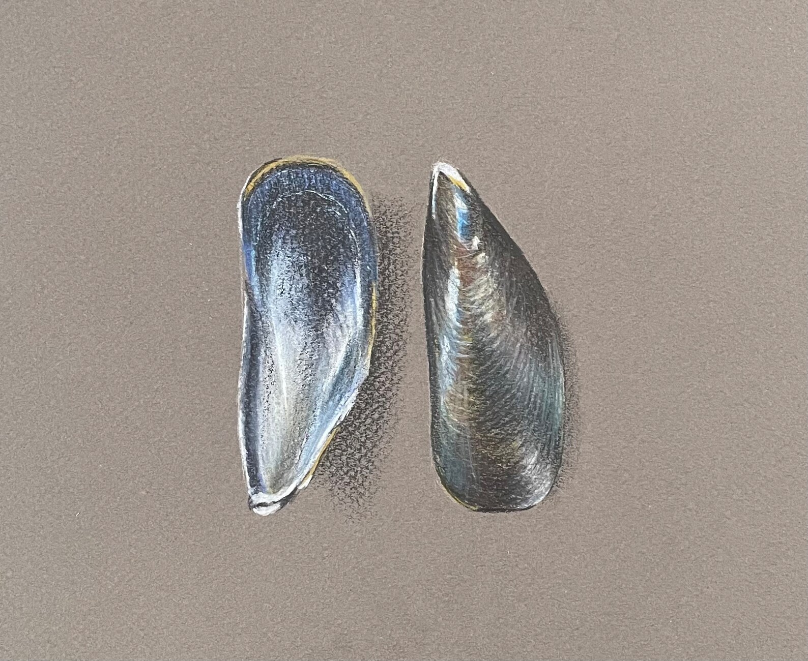 Muscle Shells Art Original Colour Pencil Drawing. Original Artwork ...