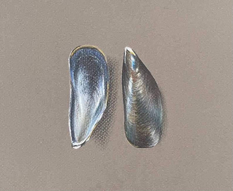 Muscle Shells Art Original Colour Pencil Drawing. Original Artwork ...