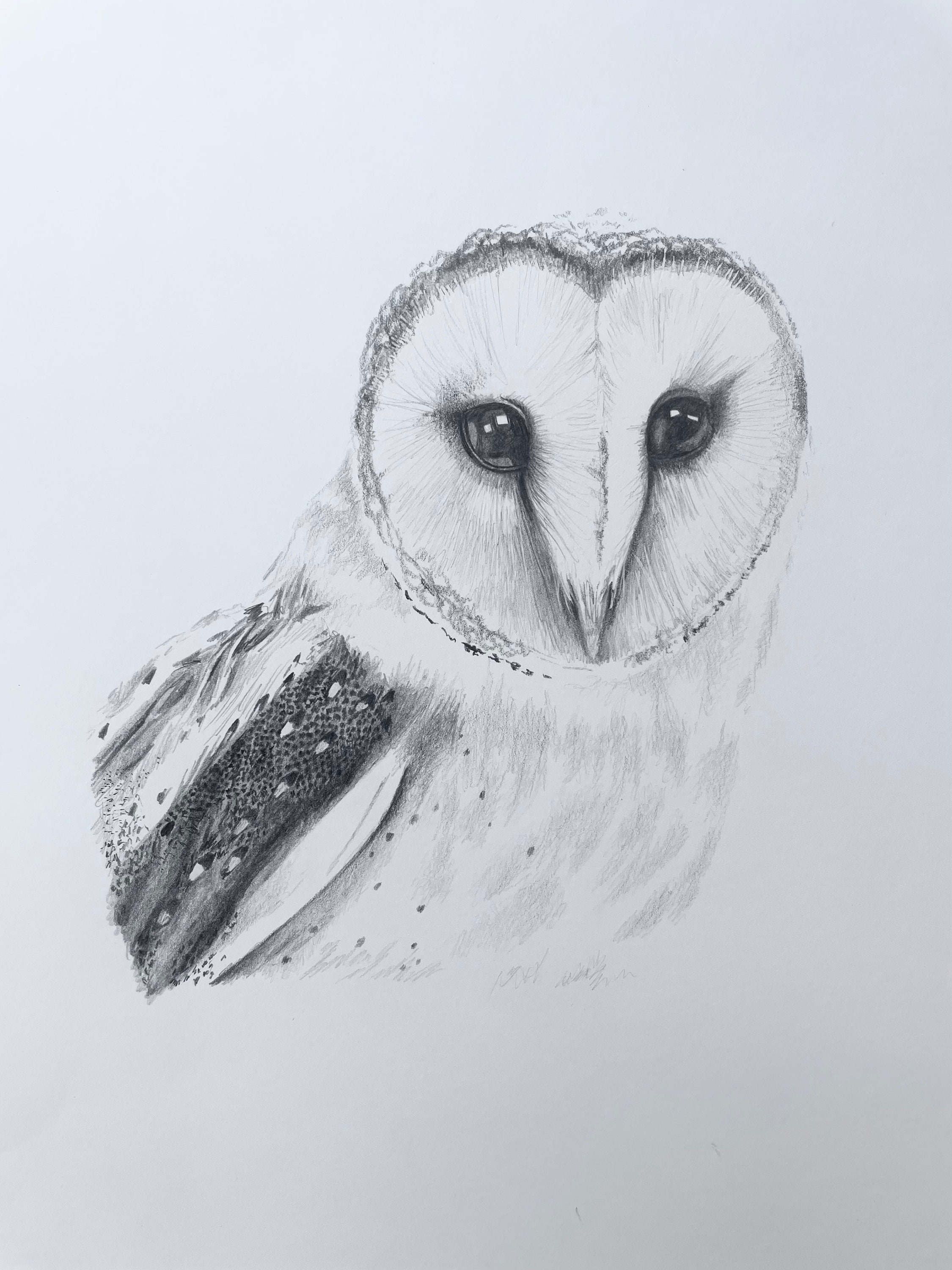 Barn Owl Pencil Drawing Original Art. Bird Art. Illustration Barn Owl ...