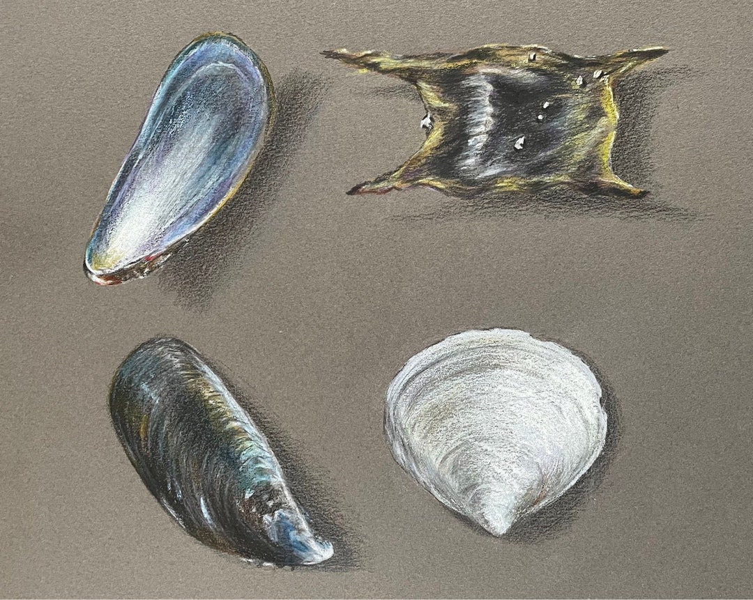 Muscle Shells Mermaid Purse Art Original Colour Pencil Drawing ...