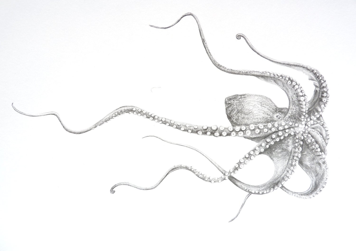 Octopus Pencil Drawings