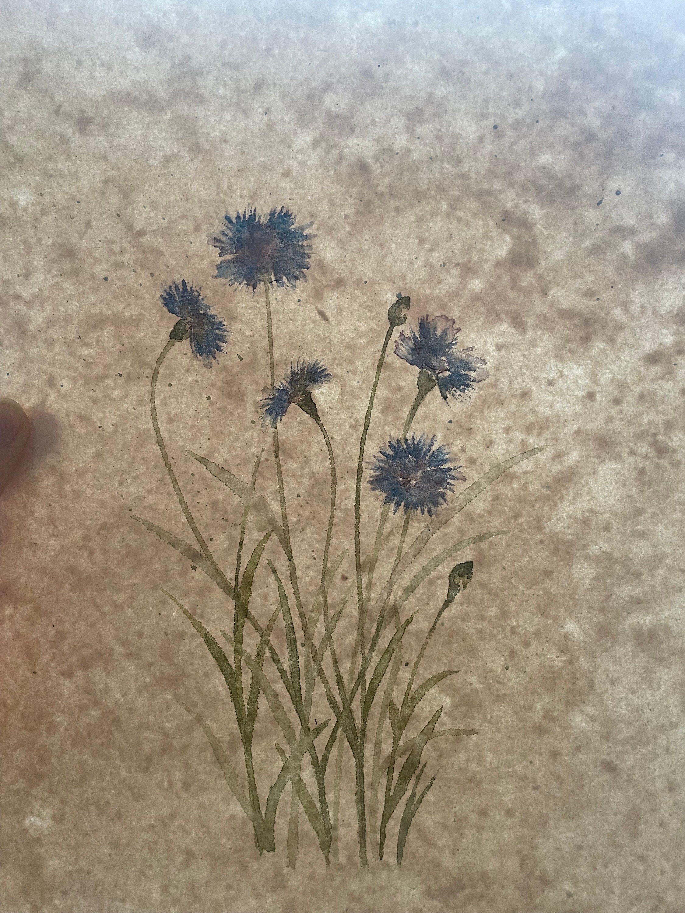 Original Cornflower Watercolour Painting. Botanical Wall Art. Original ...