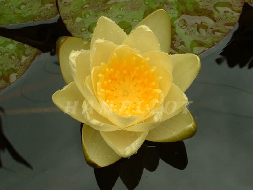 Lotus Flower Printable Art Instant Download - Etsy