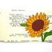 Sunflower Library Card Art - Print of My Painting of a Sunflower Done ...
