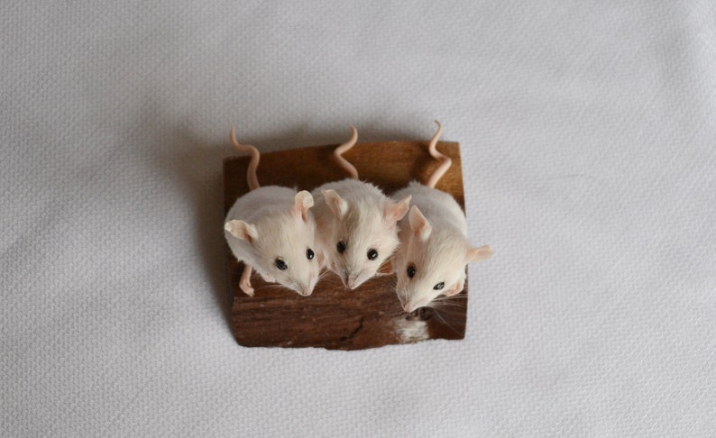 Taxidermy mice. | Etsy