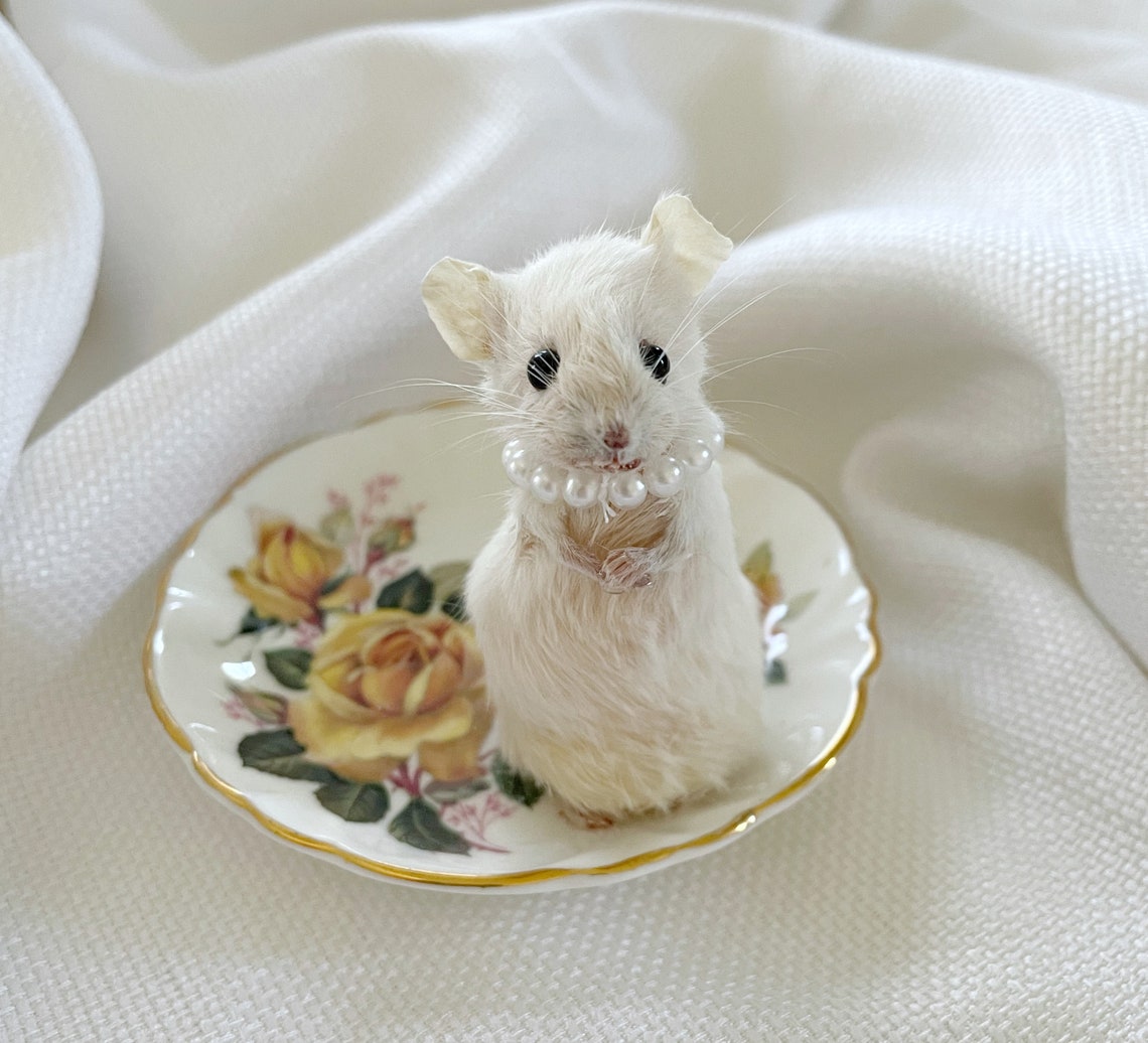 Taxidermy Mouse | Etsy
