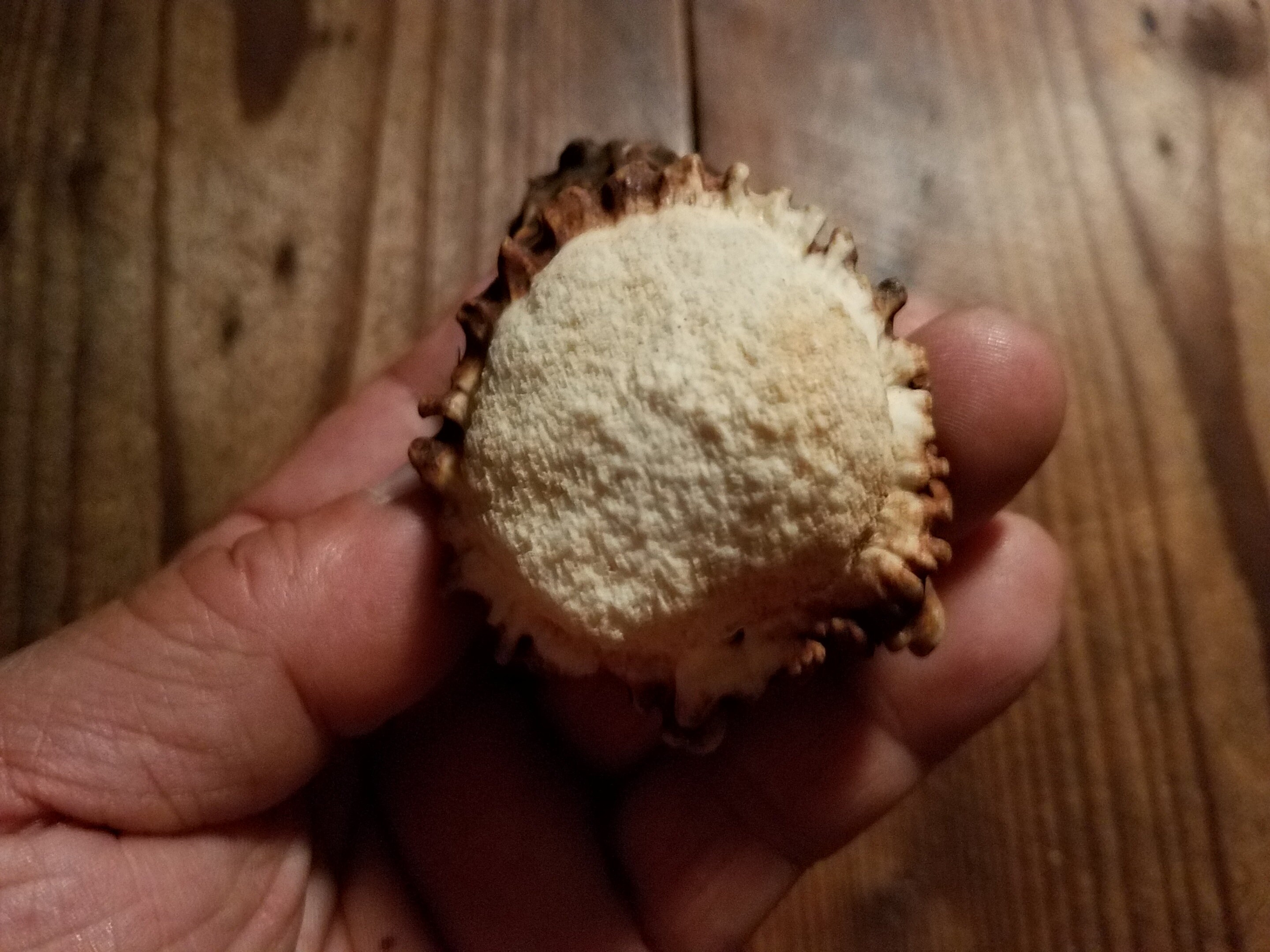 X-Large Deer Knob Pull 2 Shed Real Deer Antler Crown | Etsy