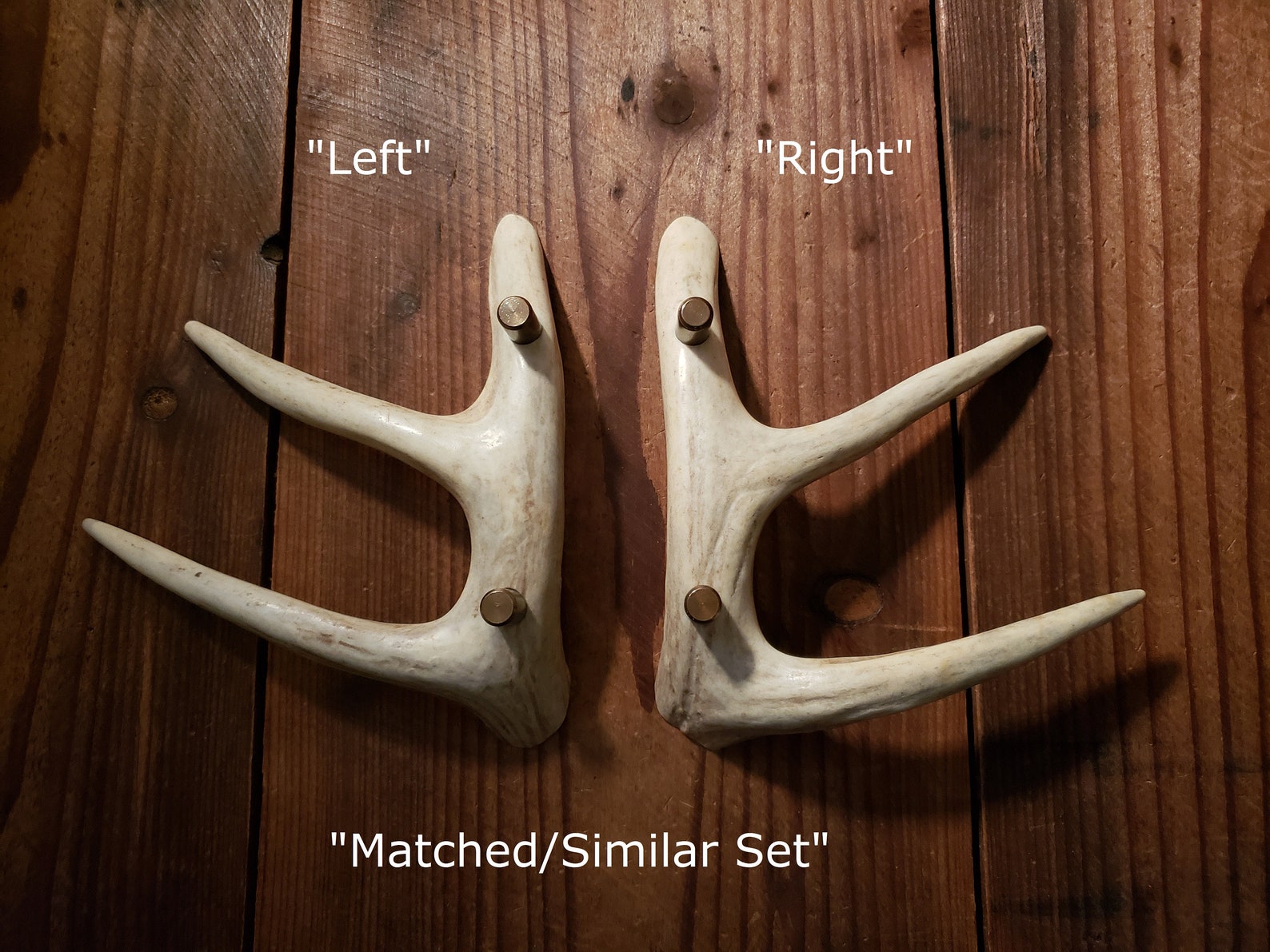 Wild 3 Tine Antler Handle Handles Real Whitetail Deer - Etsy
