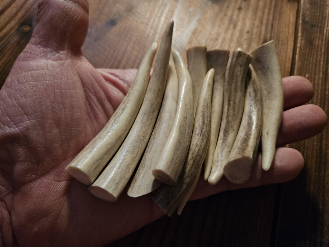 10 Deer Antler Tips Tines Points 3" to 4" for Crafting, Jewelry ...