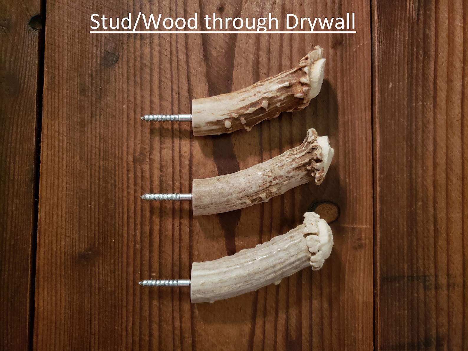 Real 3" Antler Crown Wall Hook Screw Into Stud Through Drywall, Wood ...
